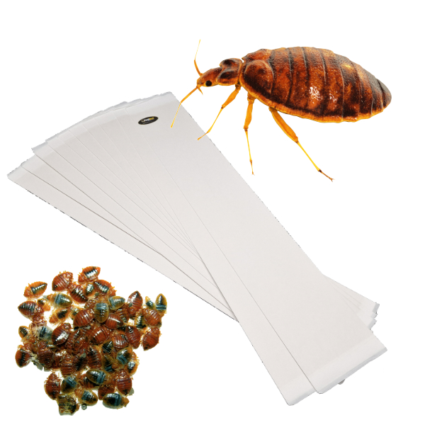 Alles over bedwantsen en bedwantsbeten. Dit moet je weten!