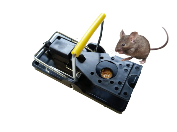 Gedragsresistentie bij muizen. Wat kun je er tegen doen?